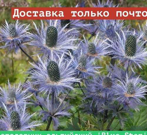 Синеголовник альпийский Blue Star