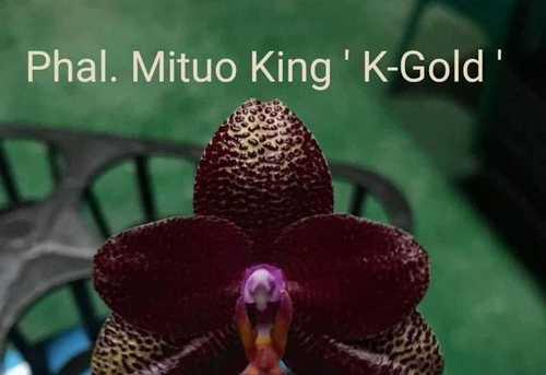Орхидея фаленопсис Mituo King " K Gold"