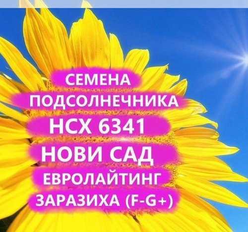 Семена подсолнечника нсх 6341 Гибрид нс, Челябинск
