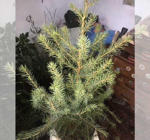Ель голубая в горшке