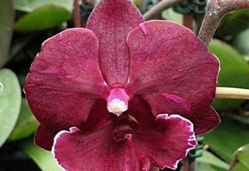 Орхидея фаленопсис Miki Black Marble '469'