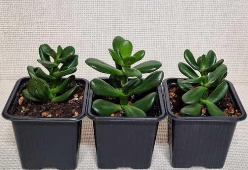 Крассула Хоббит Crassula Hobbit