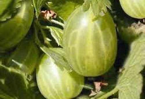 Крыжовник «Финский Зелёный» (Ribes Grossularia)