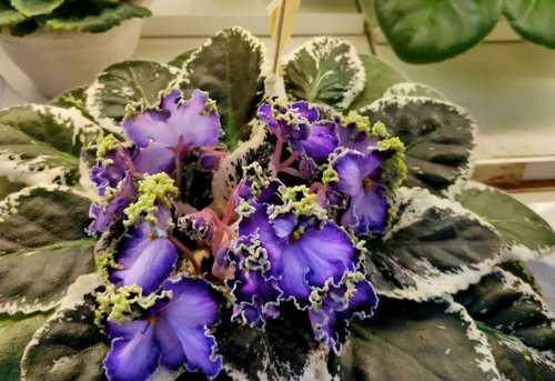 Фиалка ел – Галатея