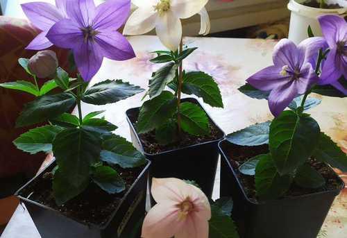 Платикадон (сиреневый, белый, розовый) многолетний