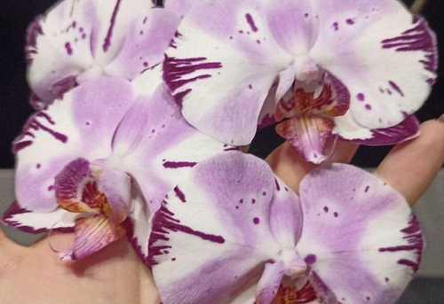 Орхидея фаленопсис Magic Art