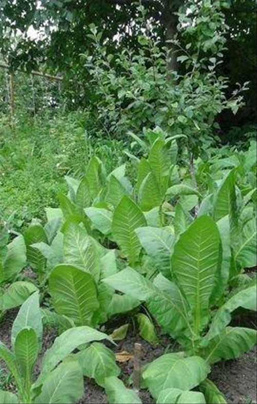 Табак Ширей (Вирджиния темная), семена