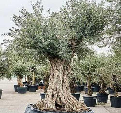 Оливковое дерево в горшке 2-3м