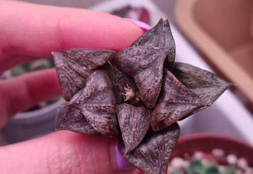 Хавортии, редкие хавортиии