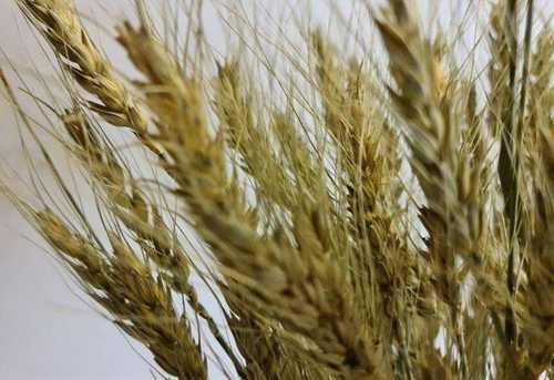 Пшеница натуральная сухоцвет 60см оптом