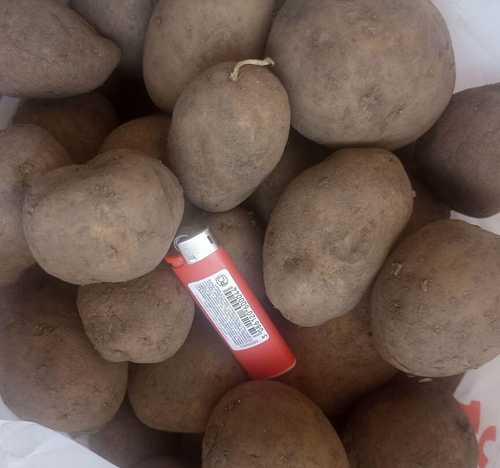 Продам картофель домашний