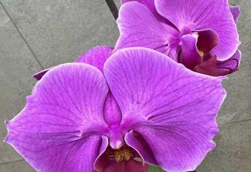 Орхидея Violet angel