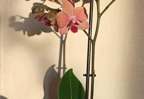 Орхидея Сансет Лав ароматная, детка