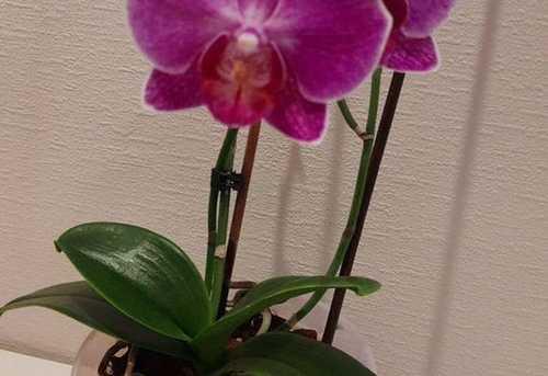 Орхидея фаленопсис, каталея, дендробиум