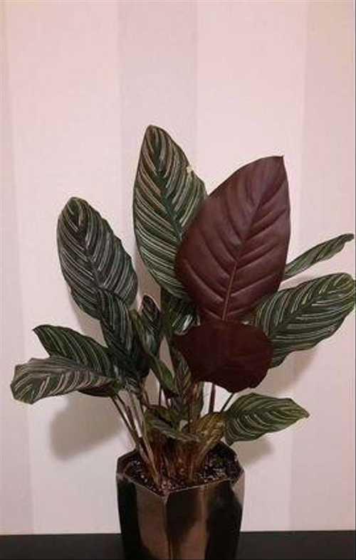 Растение калатея садериана