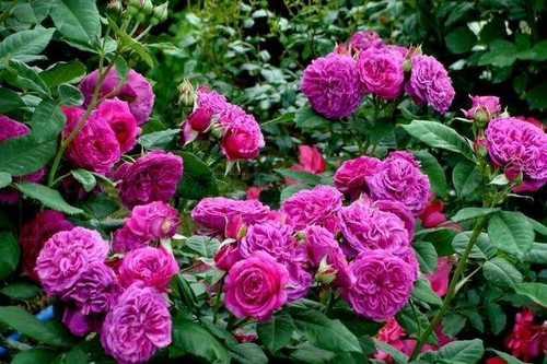Парковая роза Пале Бирон горшок бесплатна доставка