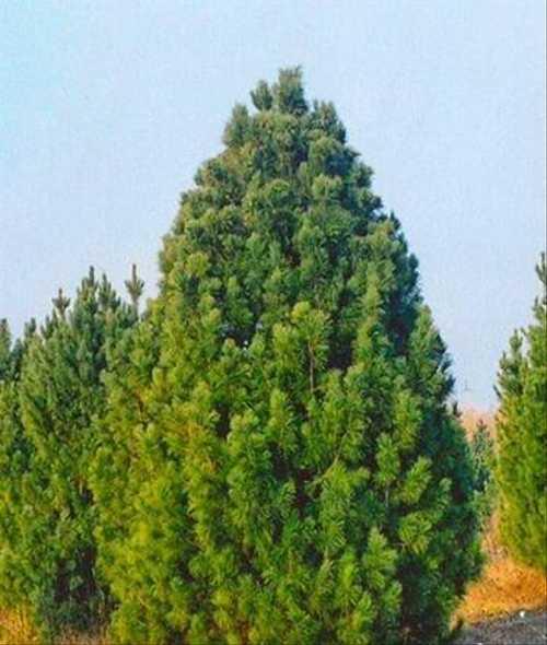 Сосна кедровая (кедр сибирский) Высота 250-300