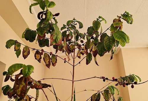 Взрослое кофейное дерево 16 лет с плодами