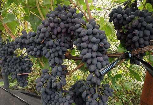 Саженцы ранний виноград Атос 5 л