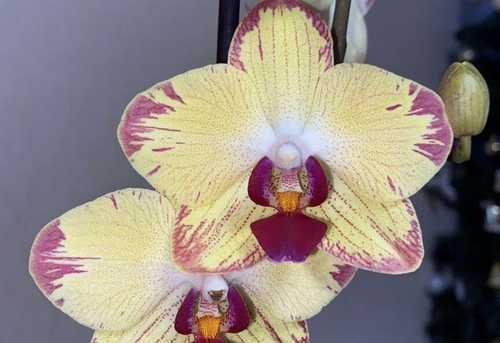 Шикарная орхидея Попугай