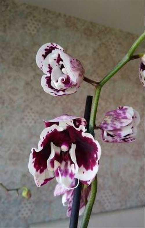 Орхидея цветущие биглип, Фронтера, мутант цветут