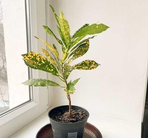 Кодиеум пестрый, сорт "Gold Sun"