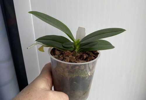 Орхидея фаленопсис Phal. tetraspis C1