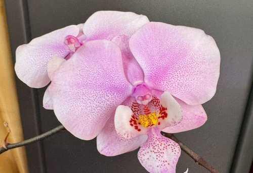 Цветет. Шиллериана Пинк Баттерфлай 6. Орхидея