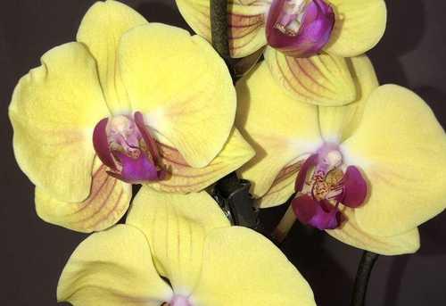 Орхидея фаленопсис Goldion Голдион