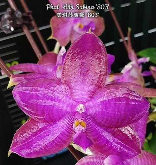 Орхидея Miki Sabina '803'