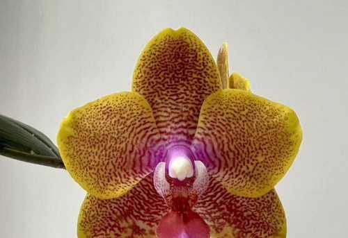 Орхидея Phal. Sogo Lavrence