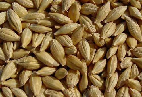 Семена ячменя, пшеницы
