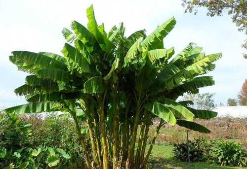 Банановая "пальма" для Вашего сада