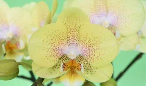Орхидея Phal. Younghome Walle YH05103