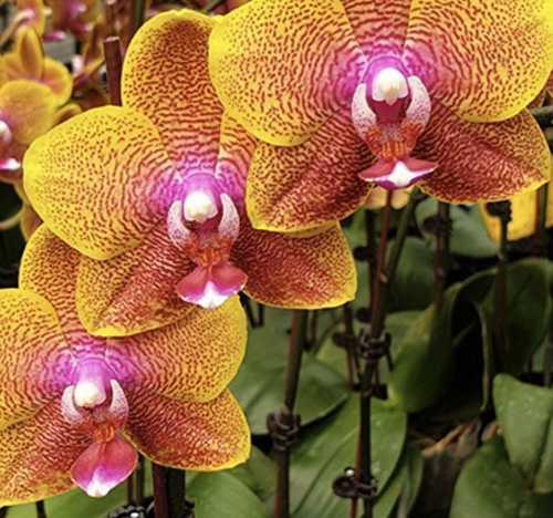 Орхидея фаленопсис Phalaenopsis Sogo Lawrence