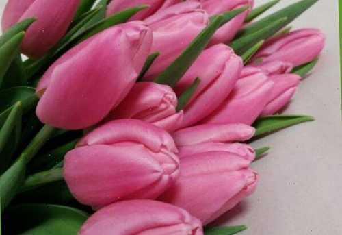 Свежие тюльпаны к празднику 8 марта