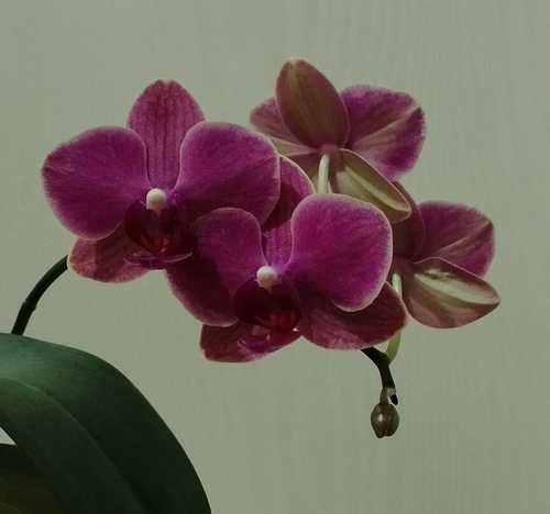 Орхидея Frangmei Sweet