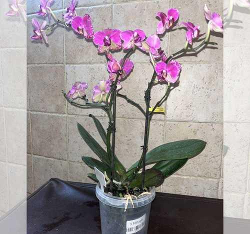 Орхидея фаленопсис Интрига