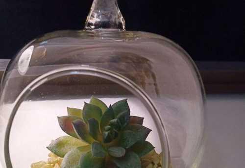Флорариум, стеклянный шар