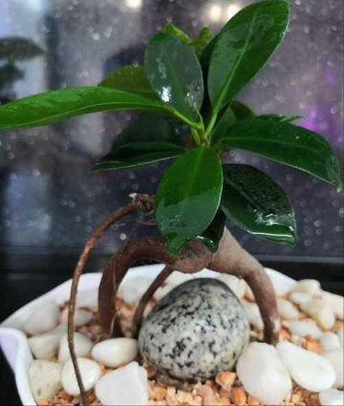 Фикус microcarpa