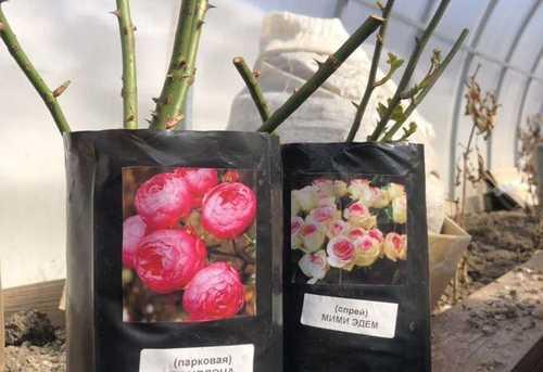 Саденцы роз плетистые флорибунда спрей