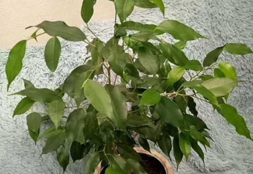 Фикус бенджамина взрослое растение
