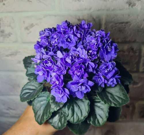 Фиалка Ness Crinkle Blue стартер