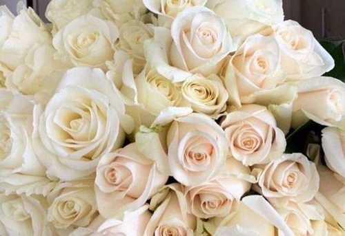 101 белая роза, букет из роз, белые розы