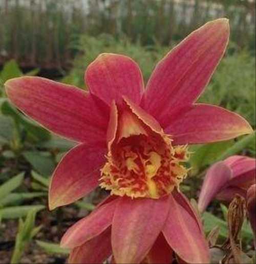Плейоне изысканная орхидея для сада