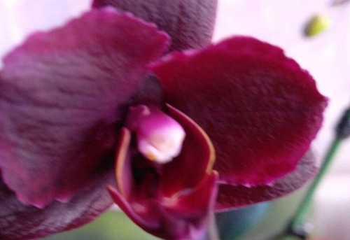 Любителям тёмных орхидей