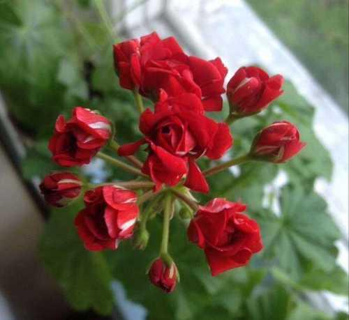 Пеларгония (герань) Red Rosebud