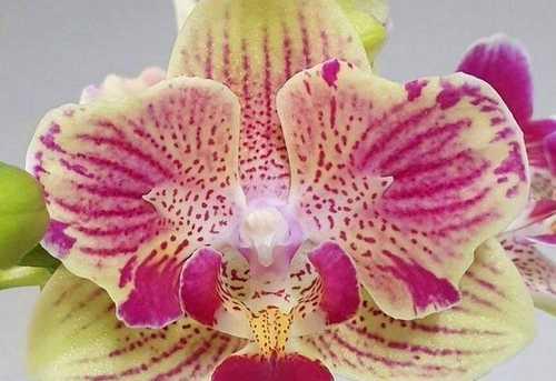 Орхидея Phal. PF 5020