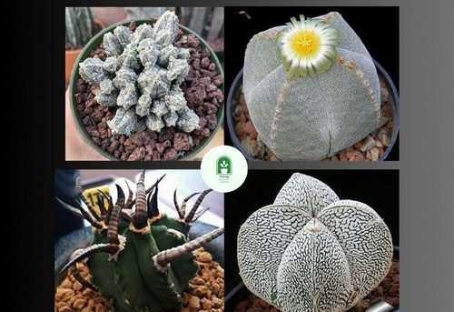 Семена кактуса астрофитум (4 вида)
