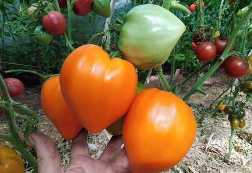 Семена урожайных вкусных томатов наборами коллекц